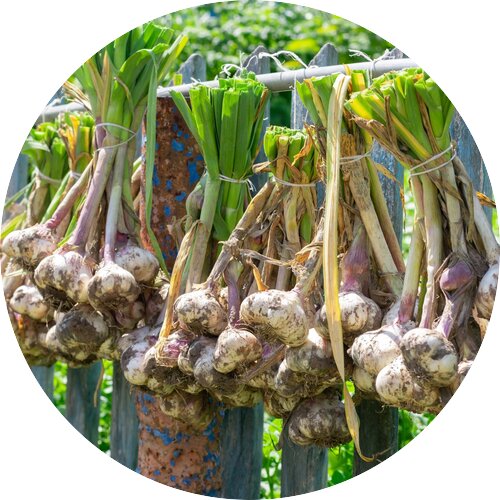 Wunderschone Deutscher Knoblauch Zum Stecken Kaufen Bilder