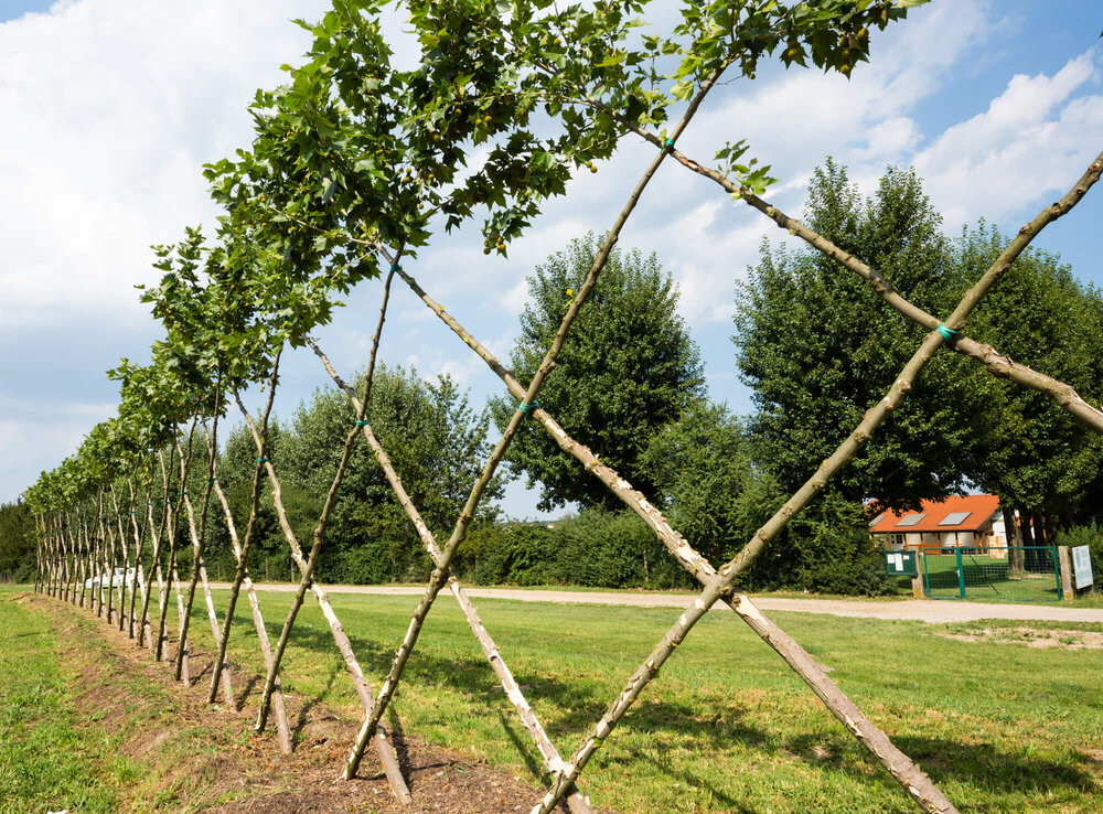 Crazy Trees aus Eigenproduktion | Gartengestaltung & Gartenplanung vom ...