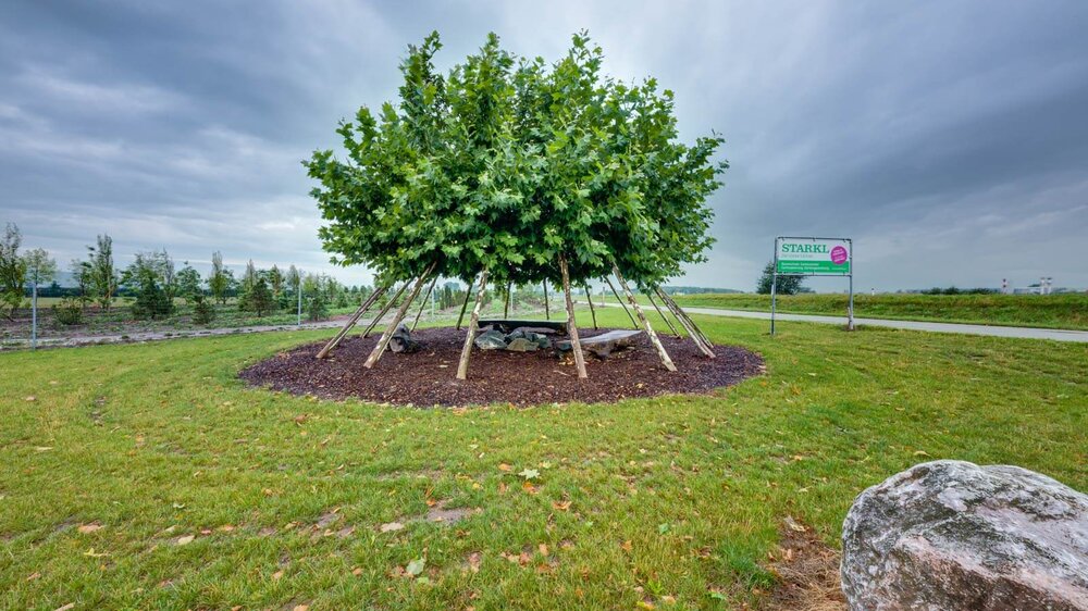 Crazy Trees aus Eigenproduktion | Gartengestaltung & Gartenplanung vom ...