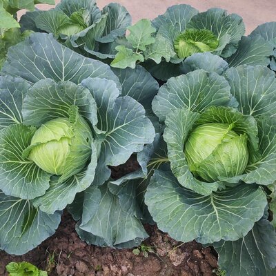 BIO Weißkohl (Weißkraut) | STARKL