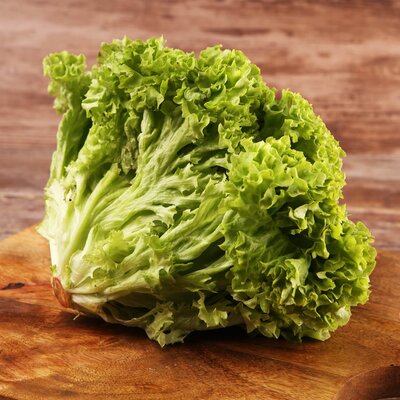 BIO Pflücksalat Lollo Bianco | STARKL