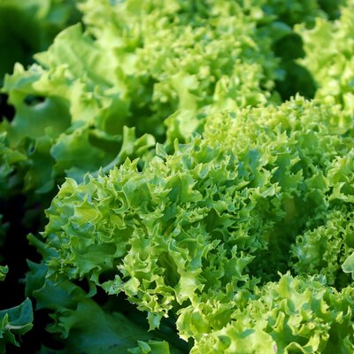 BIO Pflücksalat Lollo Bianco | STARKL