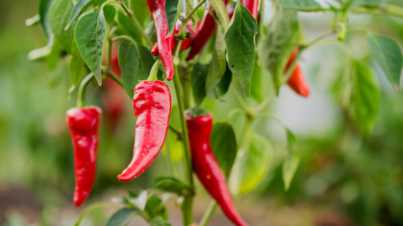 Gartencenter & Gartengestaltung | STARKL