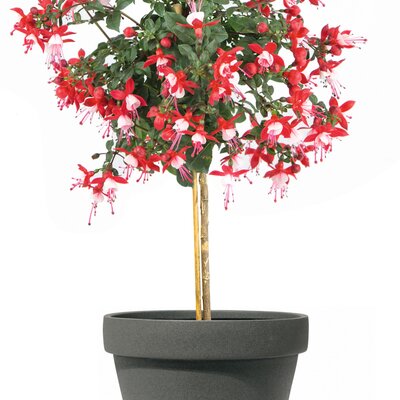 Fuchsien-Stamm | STARKL