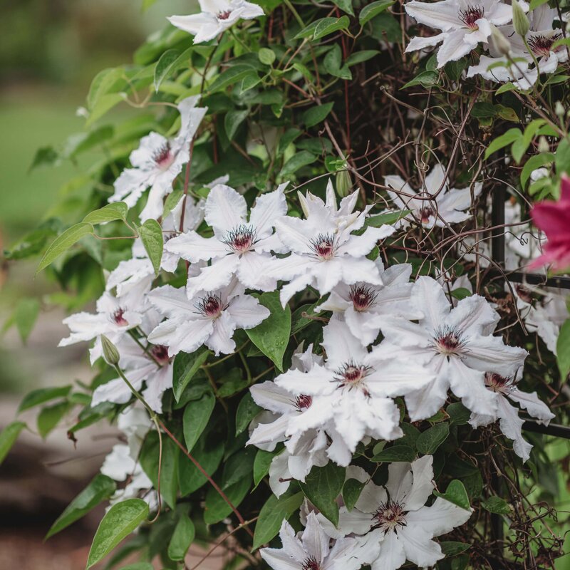 Waldrebe 'Miss Bateman' | STARKL