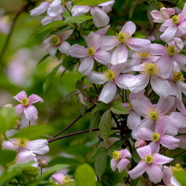 Clematis | STARKL
