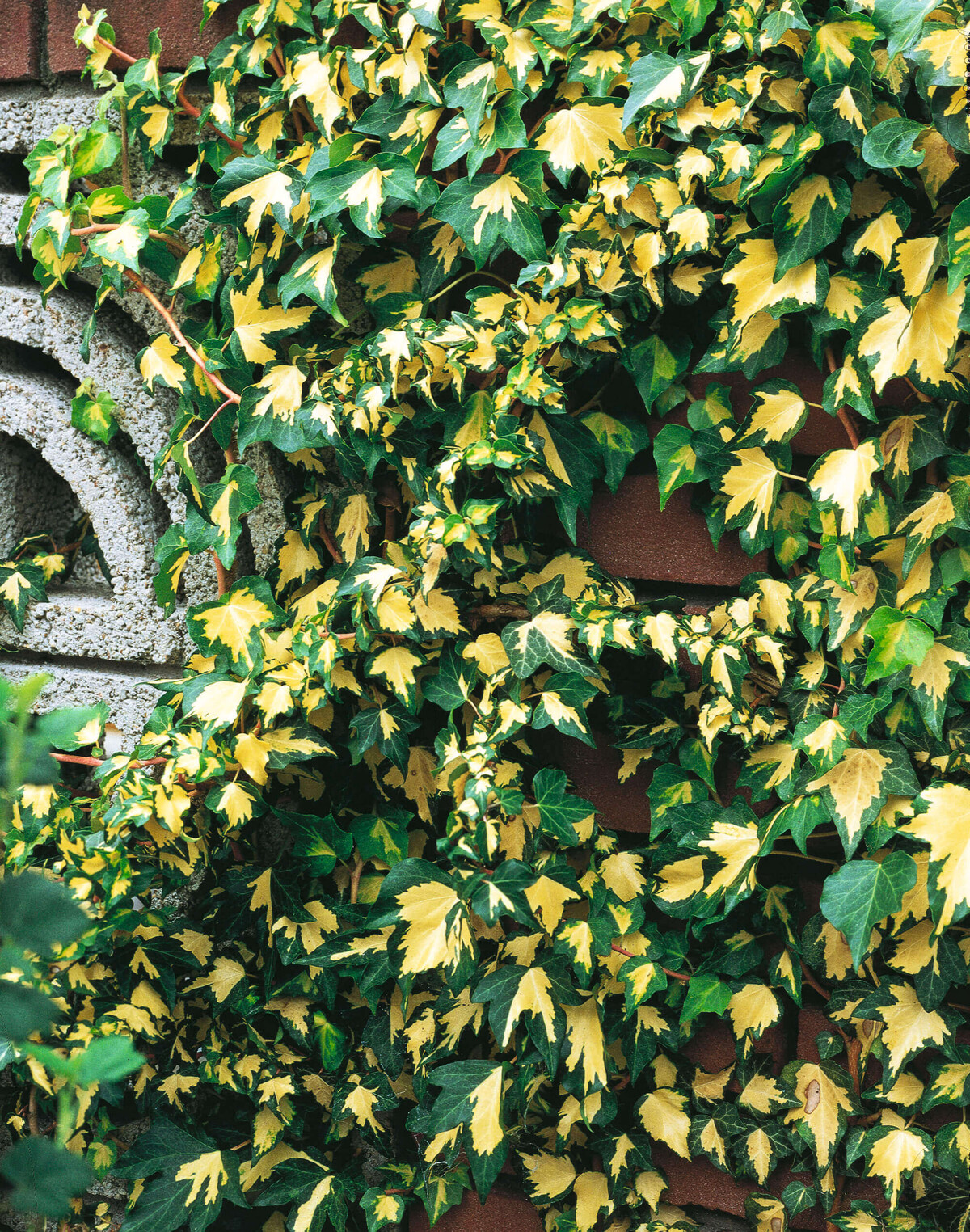 Hedera helix 'Goldheart' | STARKL