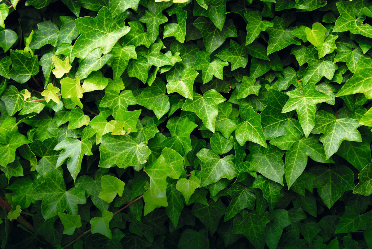 Hedera hibernica | STARKL