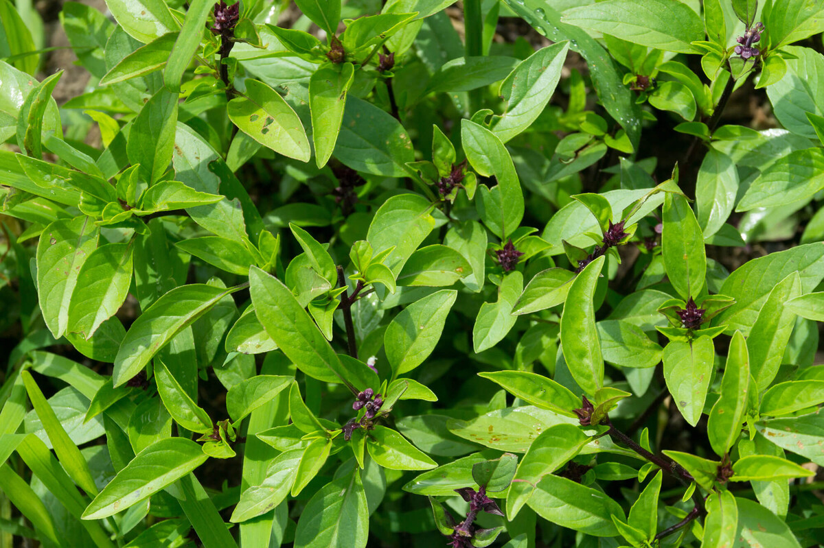 Ocimum basilicum var. thyrsiflora | STARKL