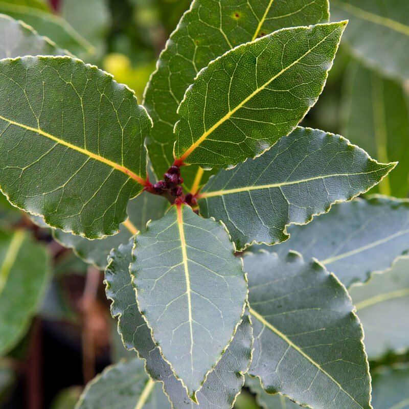 Echter Lorbeer | STARKL