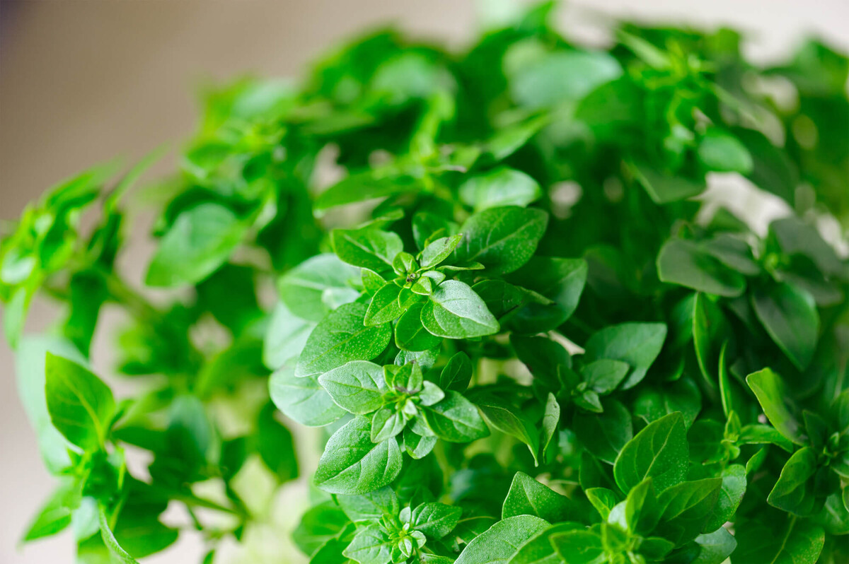 Ocimum basilicum var. minimum | STARKL