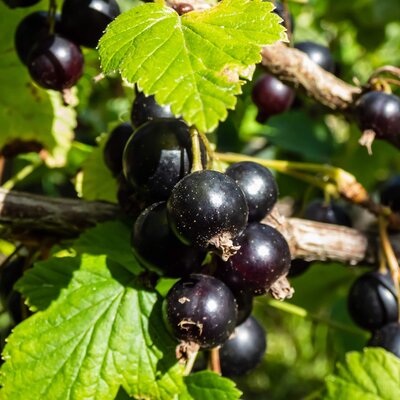 Beerenobst richtig schneiden – Tipps für Himbeeren, Brombeeren, Ribisel ...