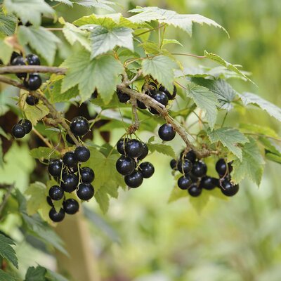 Ribiselsäule, schwarz | STARKL