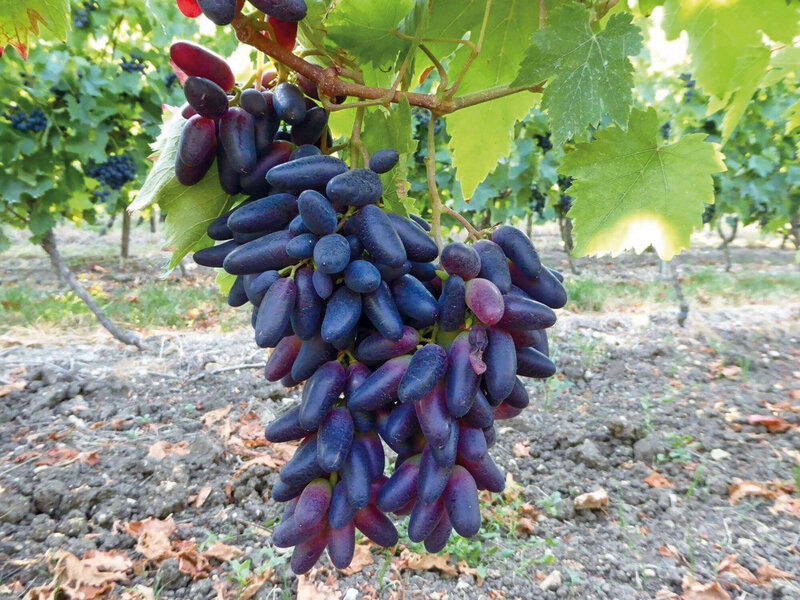 Vitis vinifera 'Souvenir' | STARKL