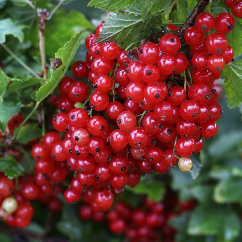 Ribisel, rot | STARKL