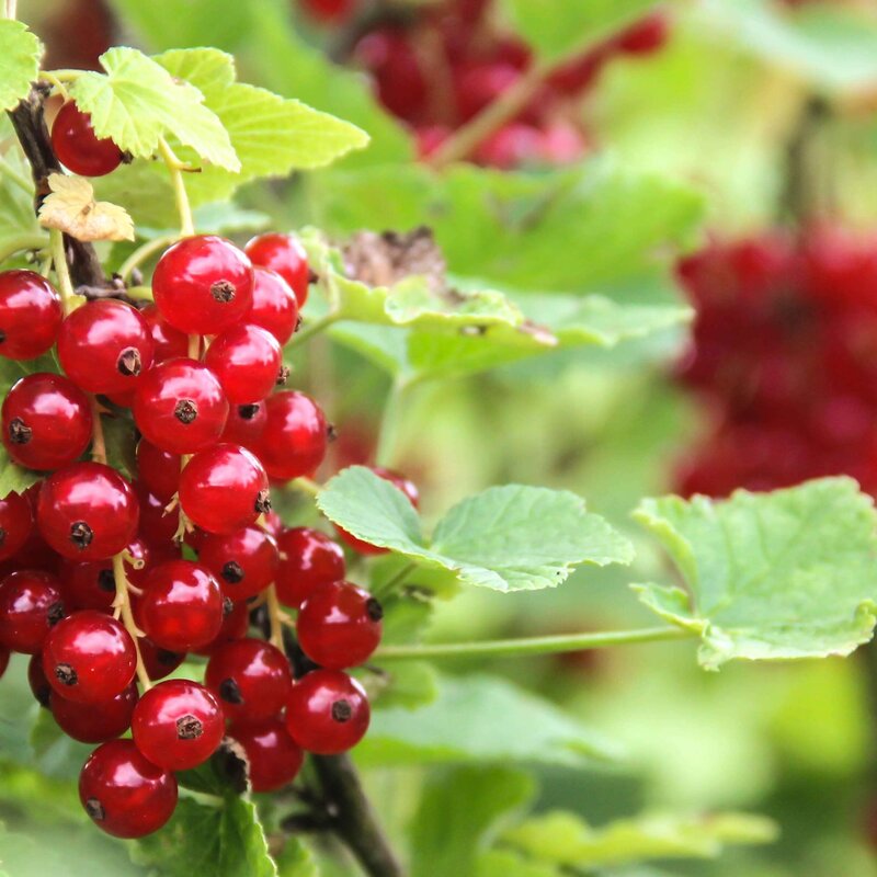 Ribisel, rot | STARKL