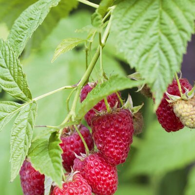 Himbeere Rubus Idaeus Willamette