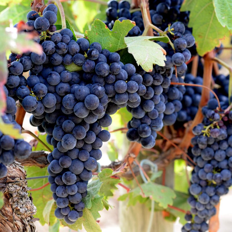 Weinrebe Uhudler | STARKL