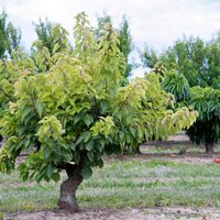 Prunus armeniaca 'Garden Aprigold'® | STARKL