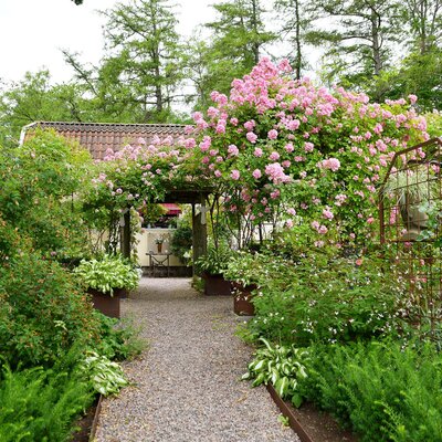 Kletterrose 'Nahema' | STARKL