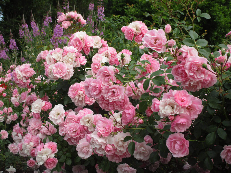 Beetrose 'Bonica' | STARKL