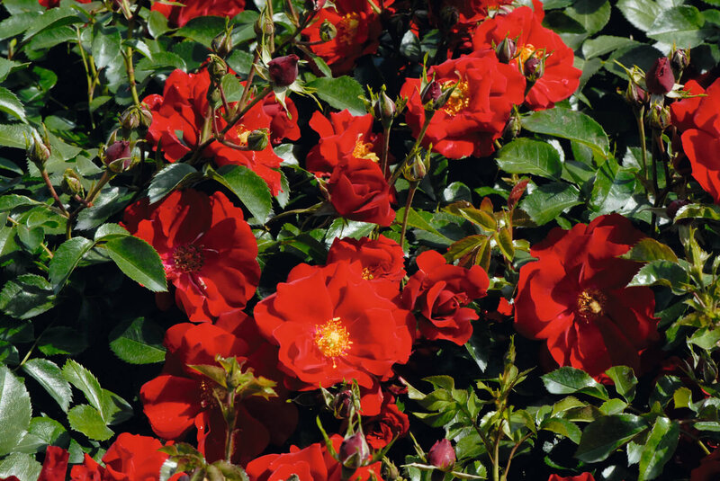 Bodendeckerrose 'Matador' | STARKL