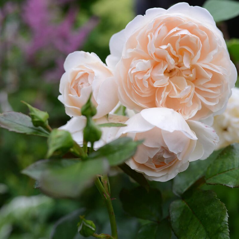 Englische Rose 'Lichfield Angel' | STARKL