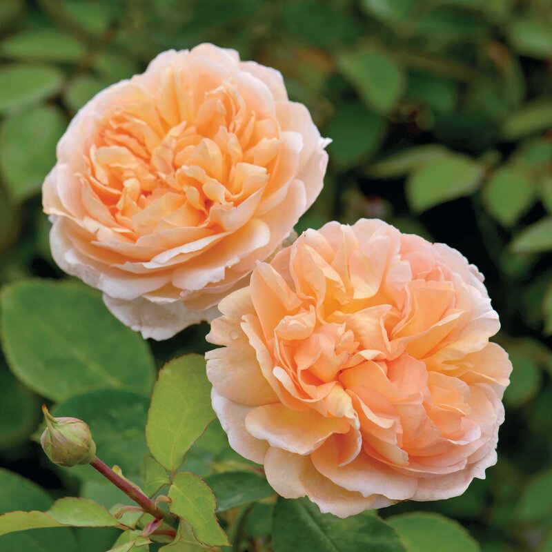 Englische Rose 'The Lady Gardener' | STARKL