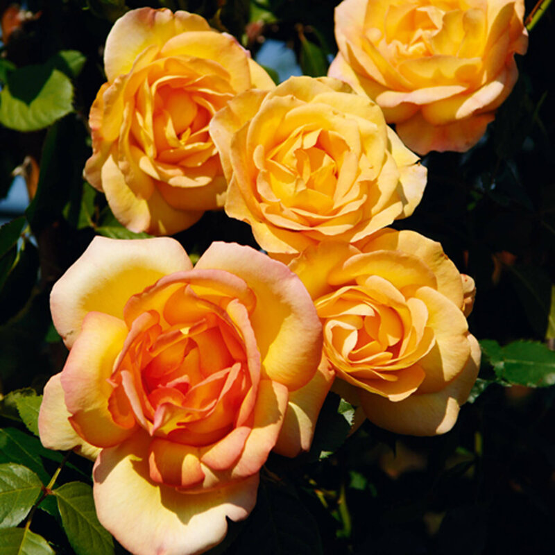 Spannende Kletterrose Stark Duftend Fterblhend Bild