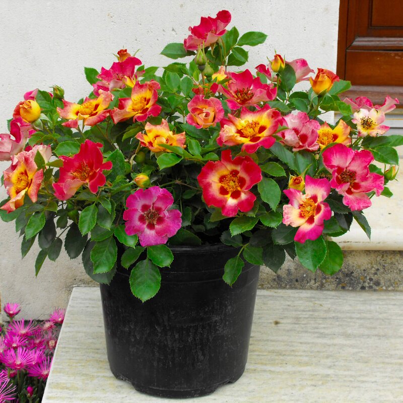 Persische Rose 'Sunshine Babylon Eyes' | STARKL