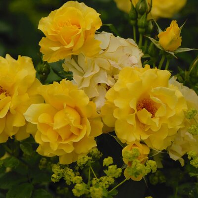 Strauchrose Adson von Melk | STARKL