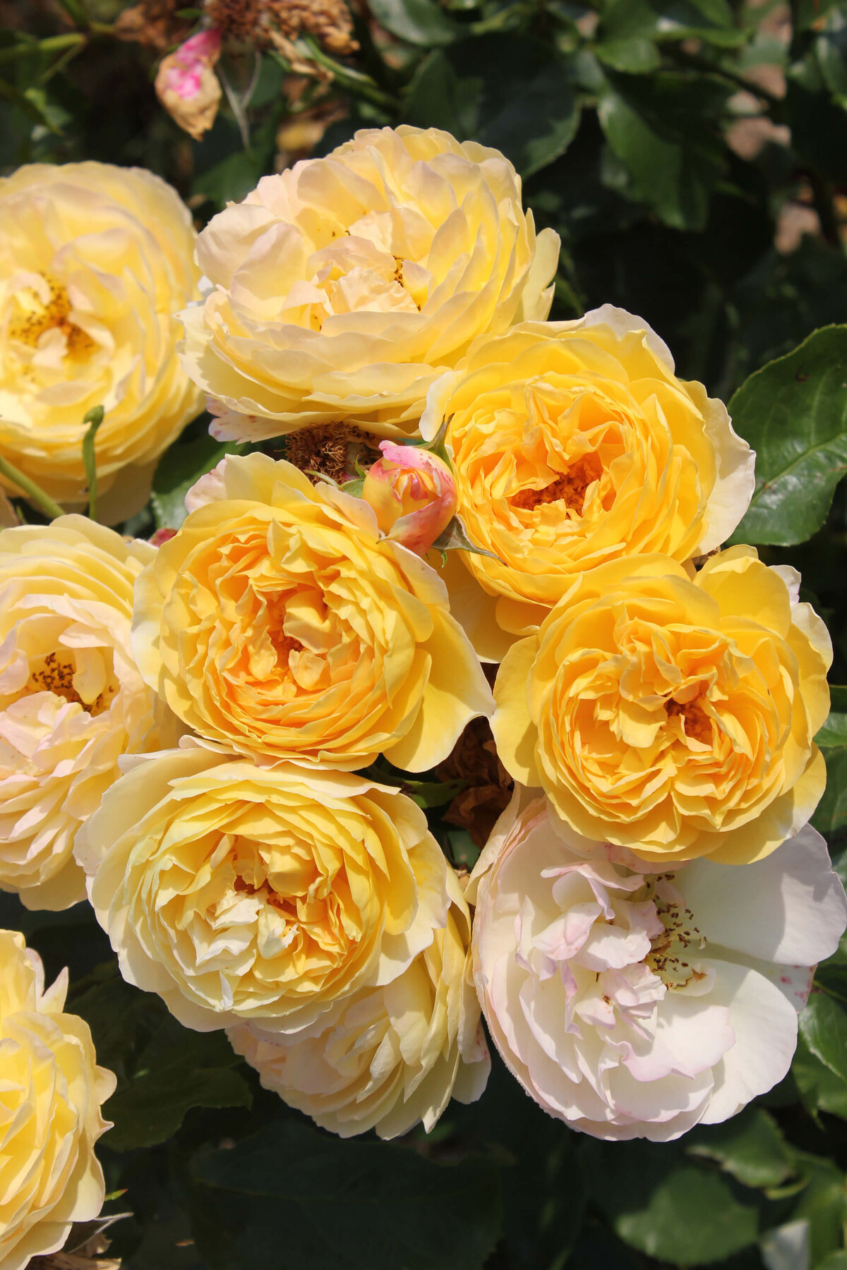 Rosa 'Greta Maria' | STARKL