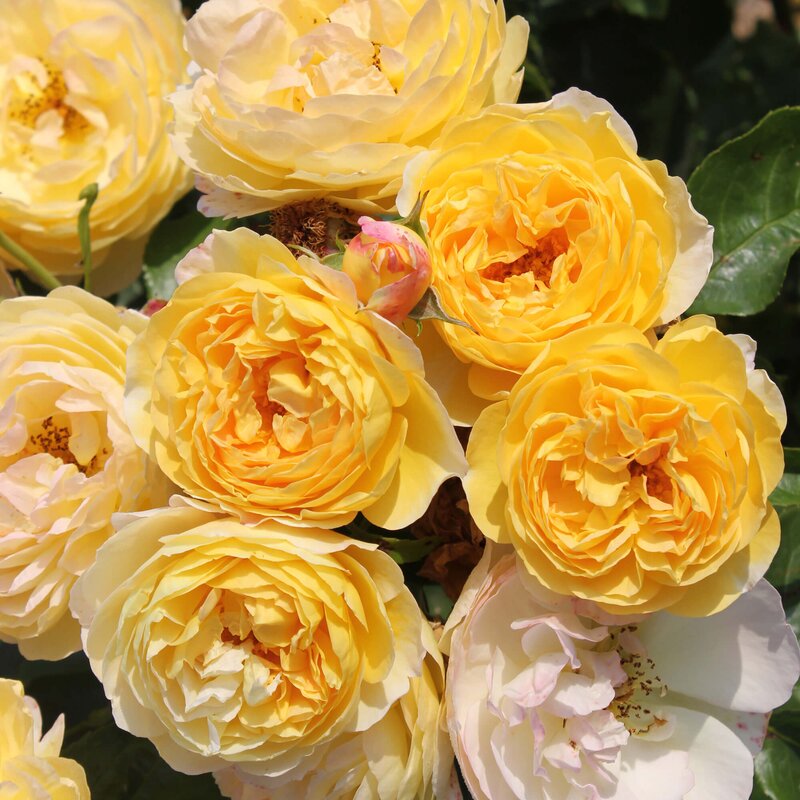 Rosa 'Greta Maria' | STARKL