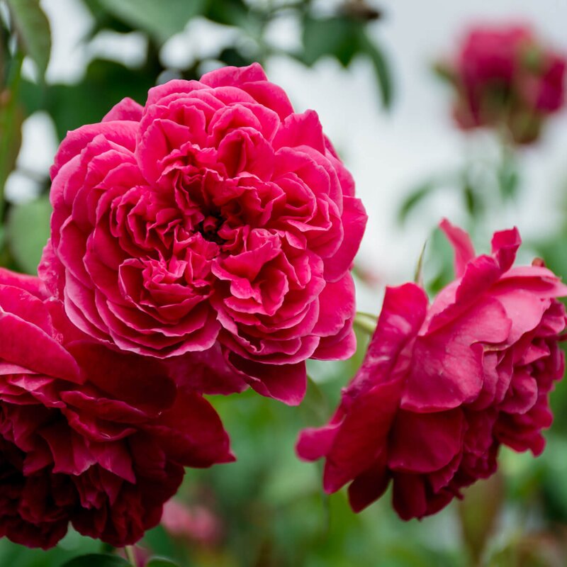 Damaszenarose 'Rose De Resht' | STARKL