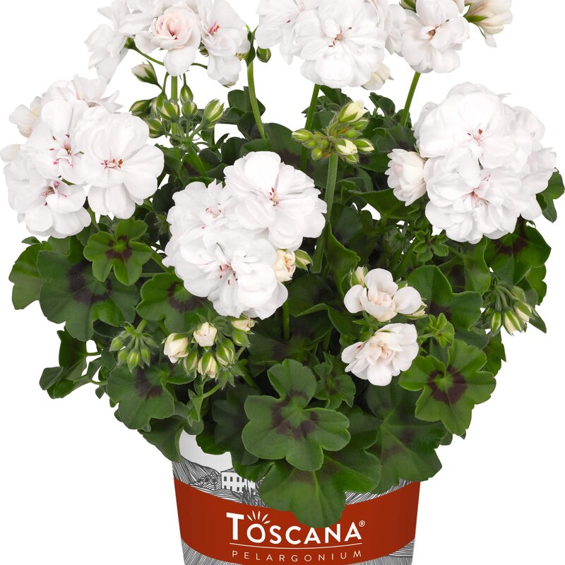 Pelargonie, halbhängend | STARKL