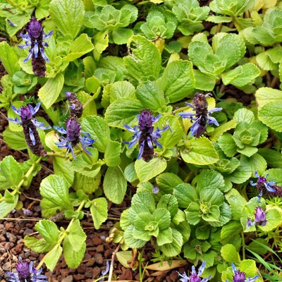 Coleus Canina Kaufen