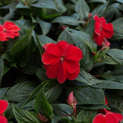 Edel Lieschen | STARKL