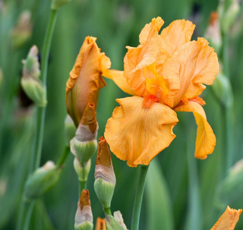 Schwertlilie | STARKL