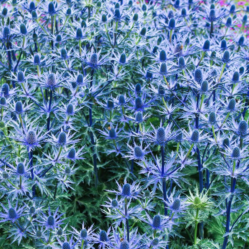 Hohe Edeldistel | STARKL