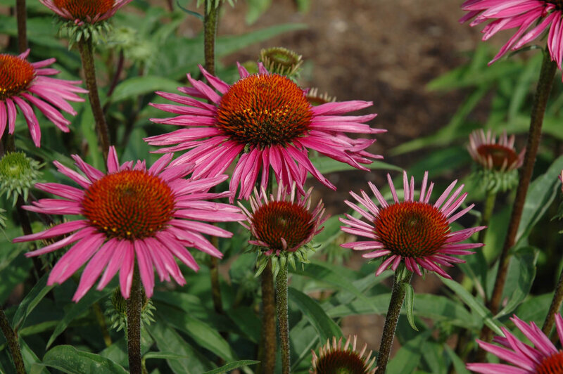 Purpur-Sonnenhut, dunkles pink | STARKL