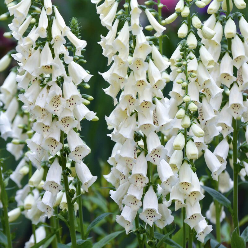 Garten-Fingerhut, weiß | STARKL