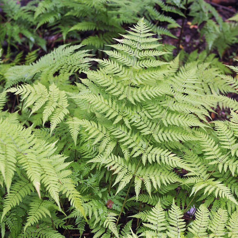 Dryopteris filix-mas | STARKL
