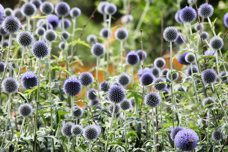 Griechische Kugeldistel | STARKL