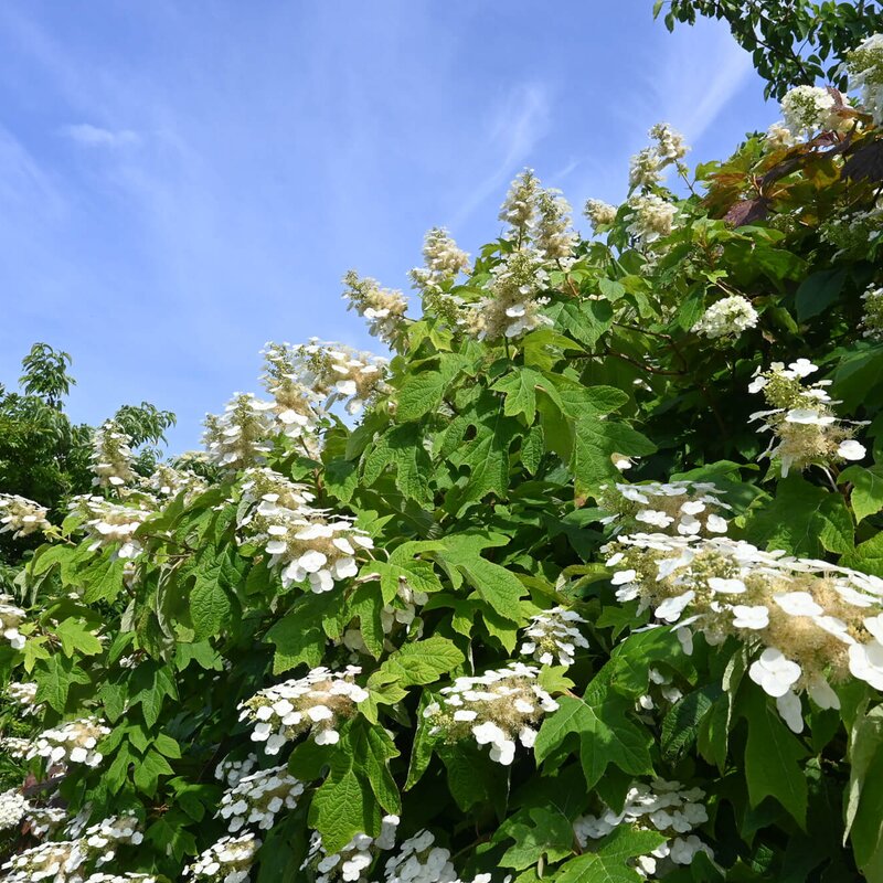 Hydrangea quercifolia 'Tara' ® | STARKL