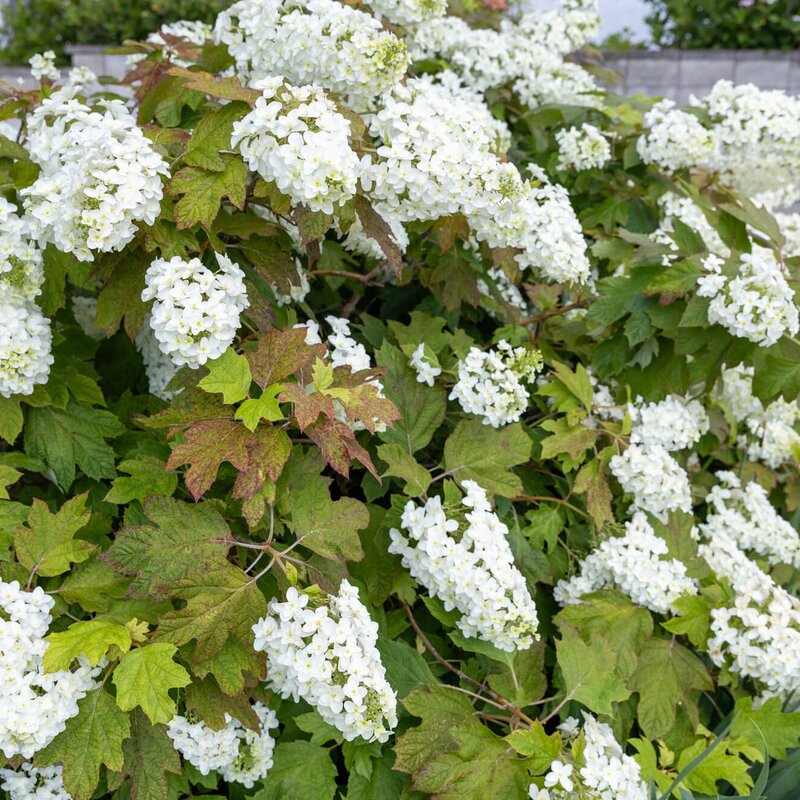 Hydrangea quercifolia 'Tara' ® | STARKL