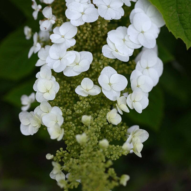 Hydrangea quercifolia 'Tara' ® | STARKL