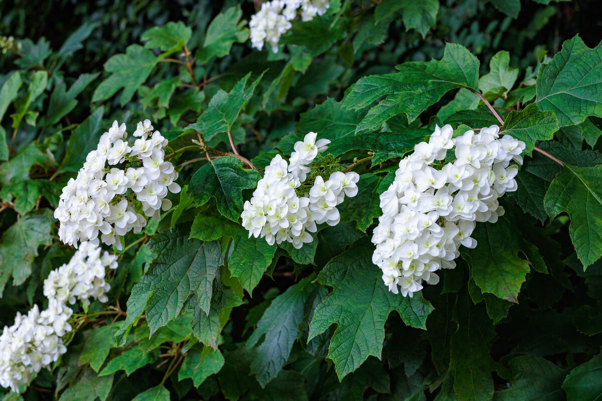 Hydrangea quercifolia 'Tara' ® | STARKL