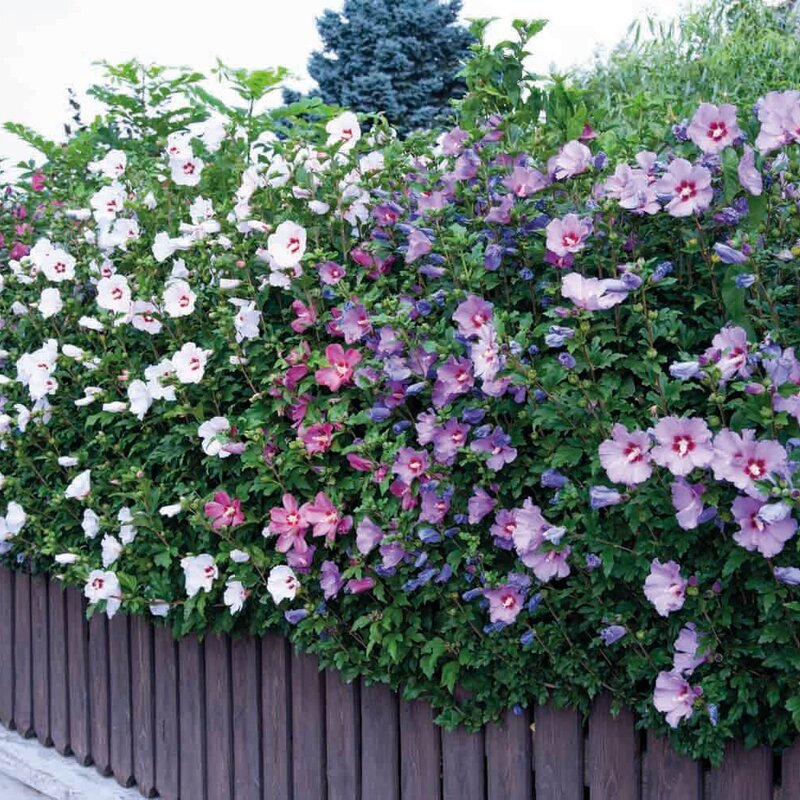 Hibiskus Hecke Giftig