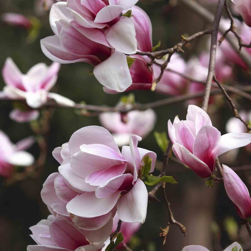 Magnolia soulangiana | STARKL