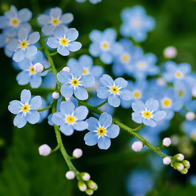 Vergissmeinnicht | STARKL